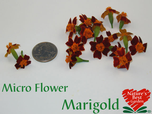 NBG Micro Flowers