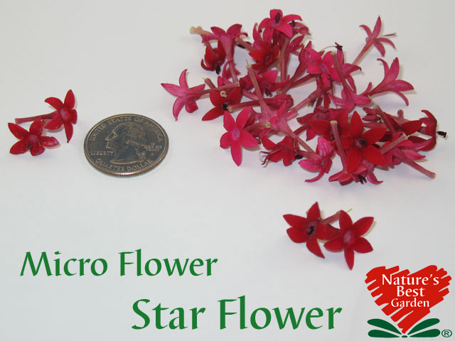 NBG Micro Flowers