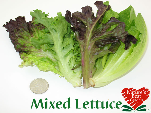 NBG Baby Lettuces