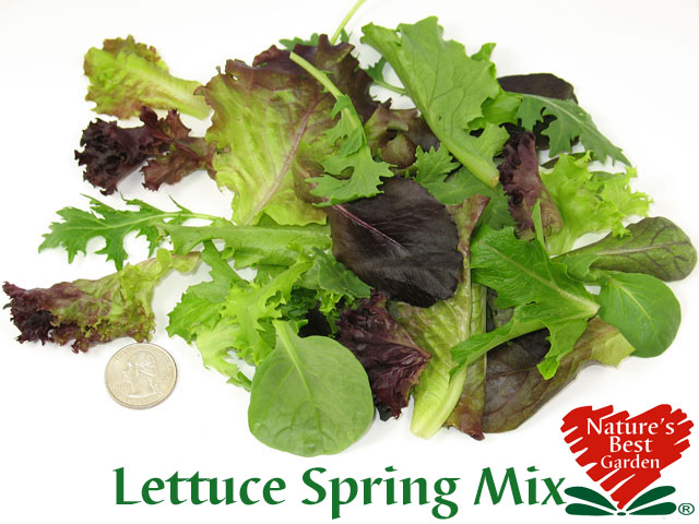 NBG Baby Lettuces