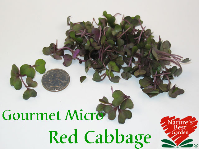 NBG Micro Red Cabbage