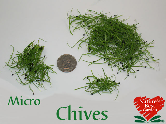 NBG Petite & Micro Chives