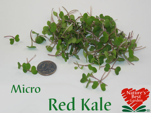 NBG Micro & Petite Kale