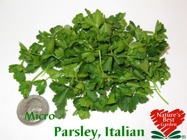 NBG Micro & Petite Parsley Varieties