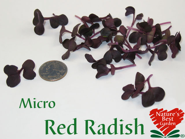 NBG Micro Radish Varieties