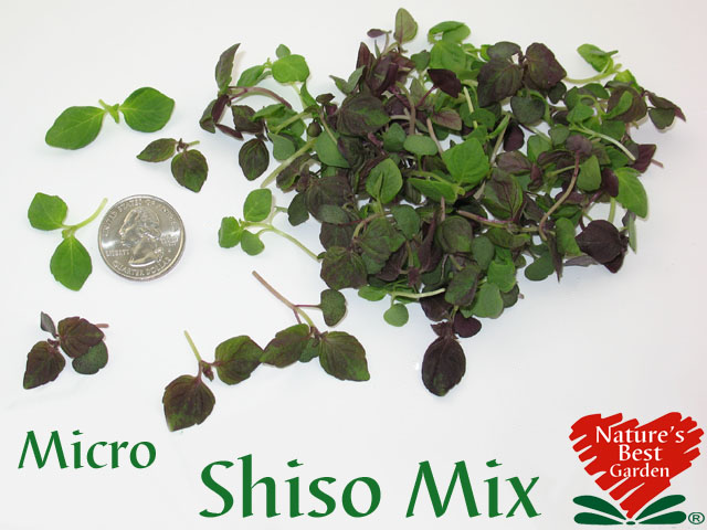 NBG Micro & Petite Shiso