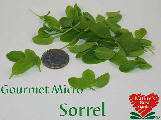 NBG Micro & Petite Sorrel