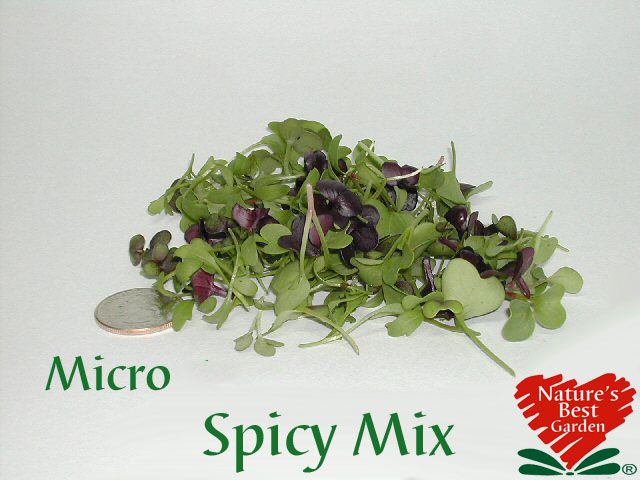 NBG Micro Spicy Mix
