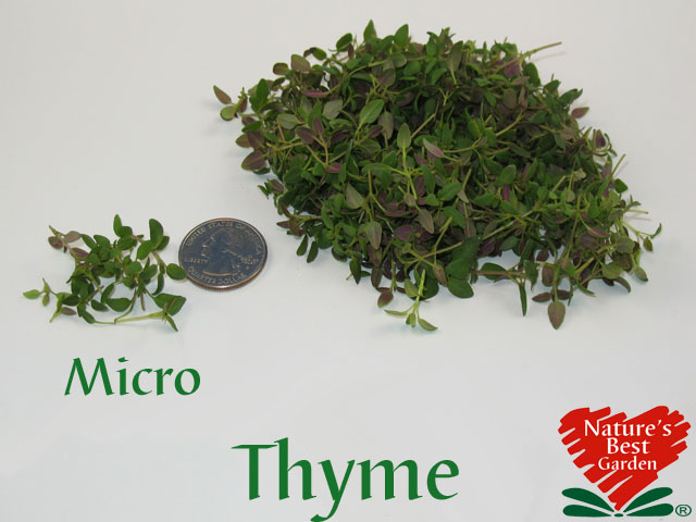 NBG Micro & Petite Thyme