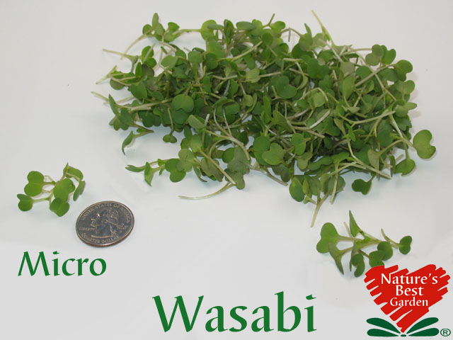 NBG Micro Wasabi