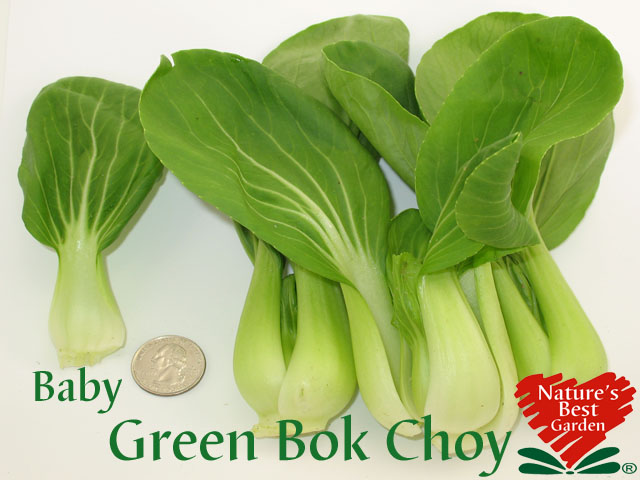 NBG Bok Choy Varieties