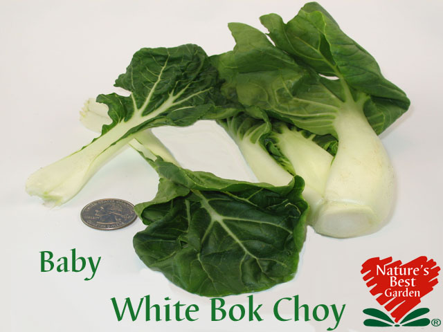 NBG Bok Choy Varieties