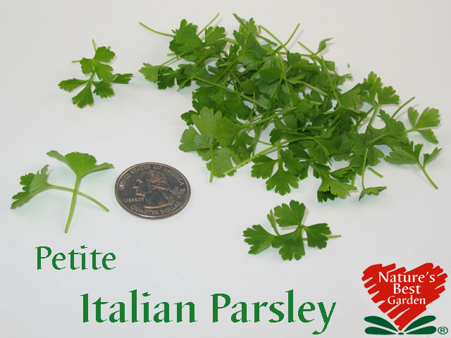 NBG Micro & Petite Parsley Varieties