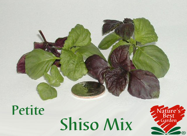 NBG Micro & Petite Shiso