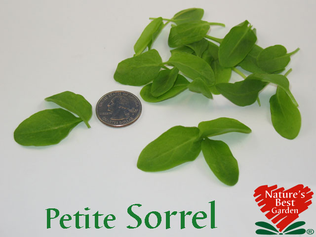 NBG Micro & Petite Sorrel