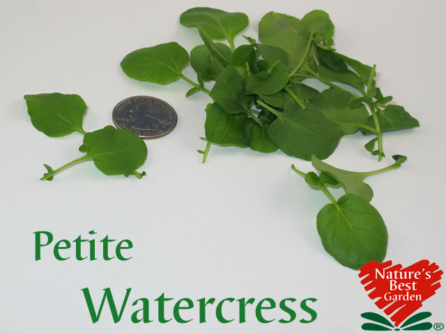 Cresses_Micro_Petite